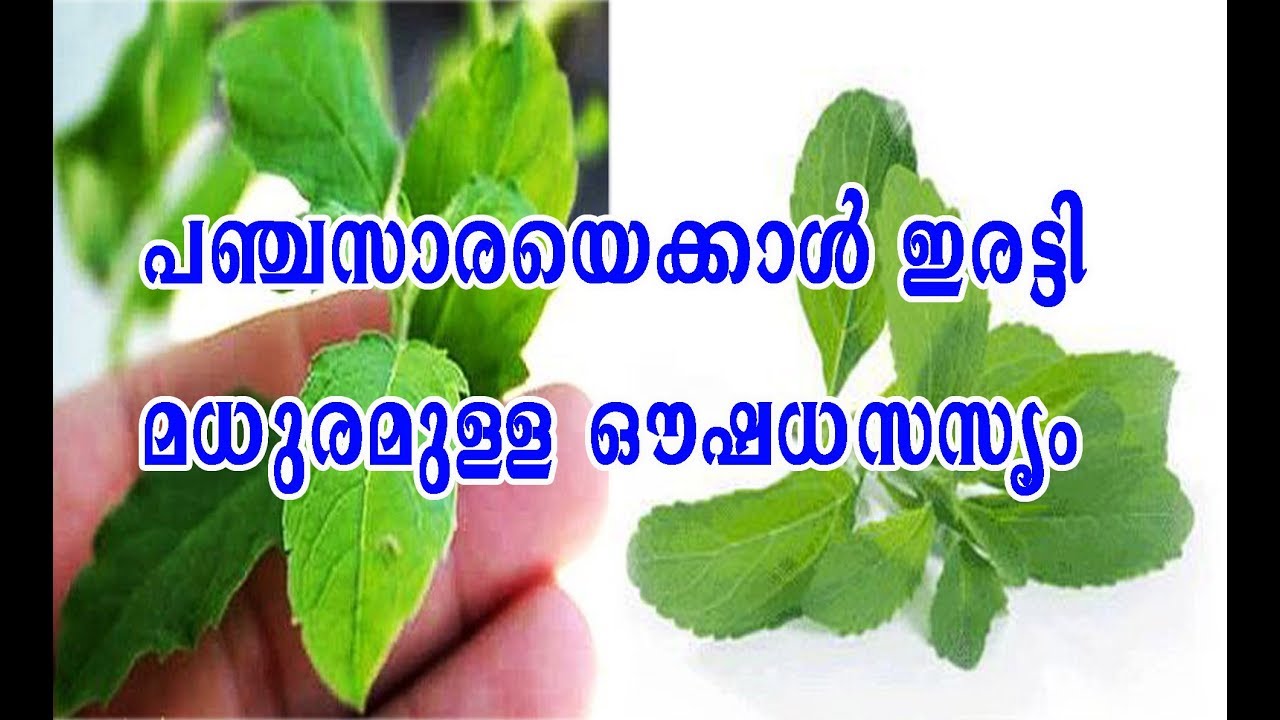 sweet tulsi /മധുര തുളസി - YouTube