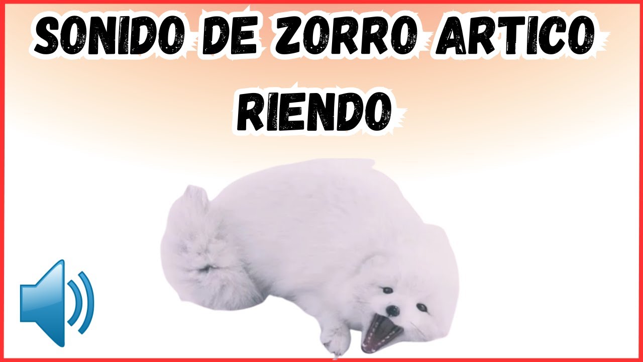 sonido de zorro artico riendo - YouTube