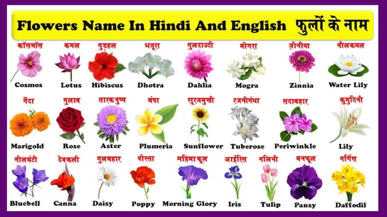 Flowers Name In Hindi And English Chart | Best Flower Site