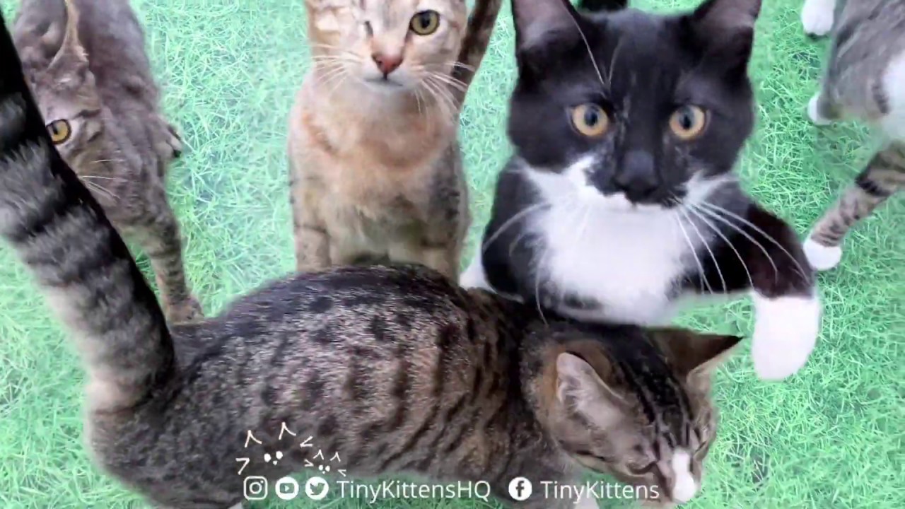 Rescue kittens yelling for their breakfast! - YouTube