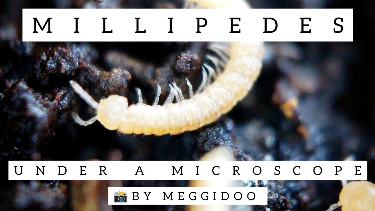 😲 MILLIPEDES ARE SO FASCINATING UNDER THE MICROSCOPE ! - YouTube
