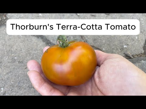 Thorburn's Terra Cotta Tomato - YouTube
