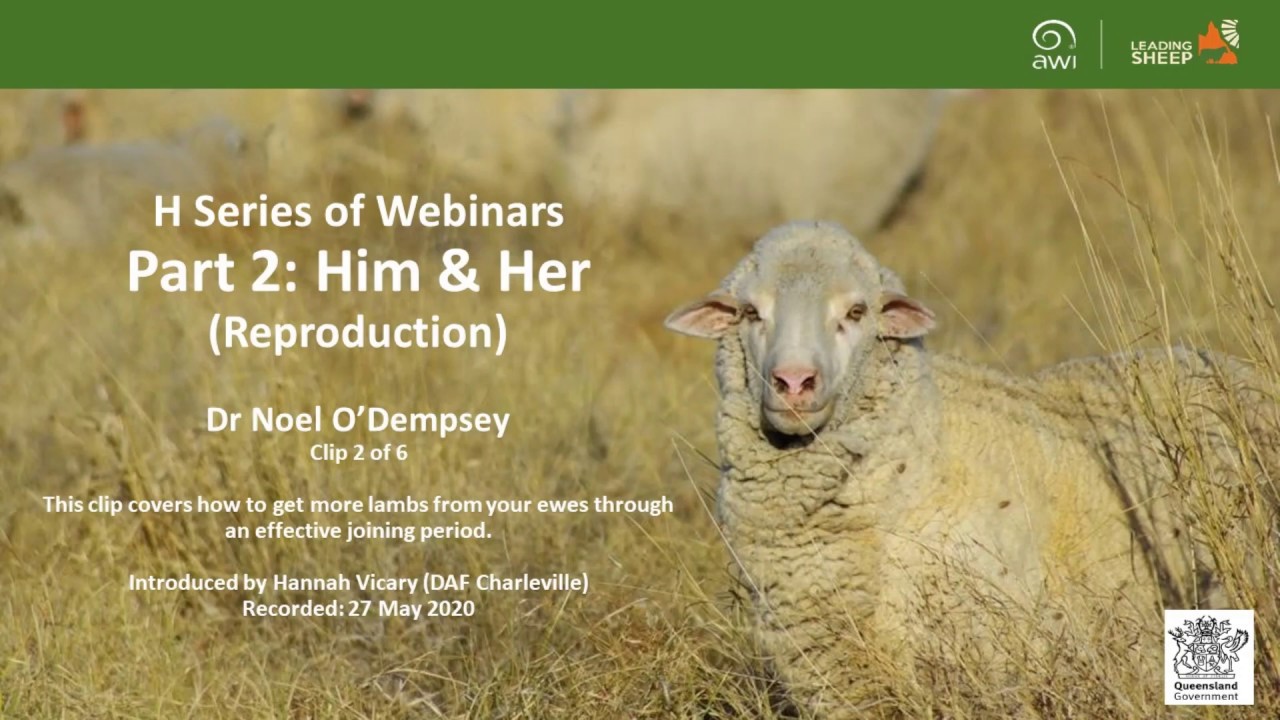 Joining & Maidens - Him & Her (sheep reproduction) - clip 2 of 6 - YouTube