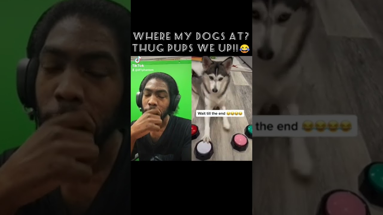 villain squad we up #wolf #gang #husky #mansbestfriend #dog # ...