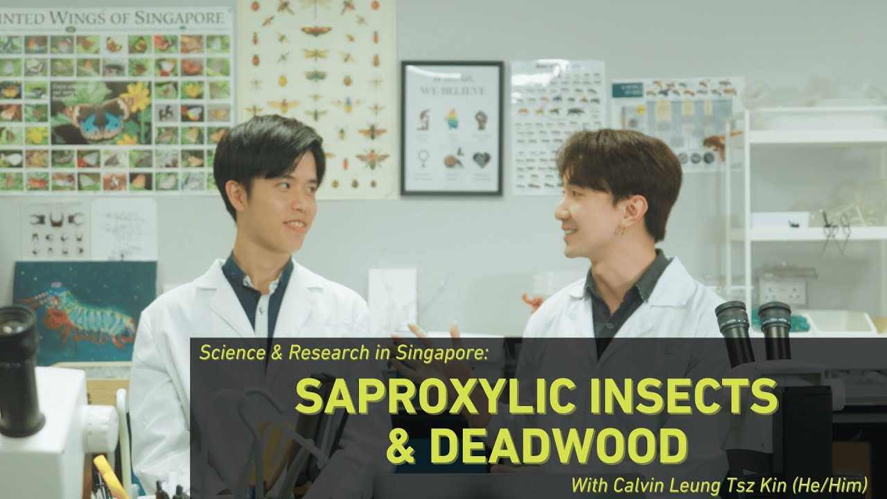 Saproxylic Insects - the unsung heroes of deadwood decomposition! - YouTube