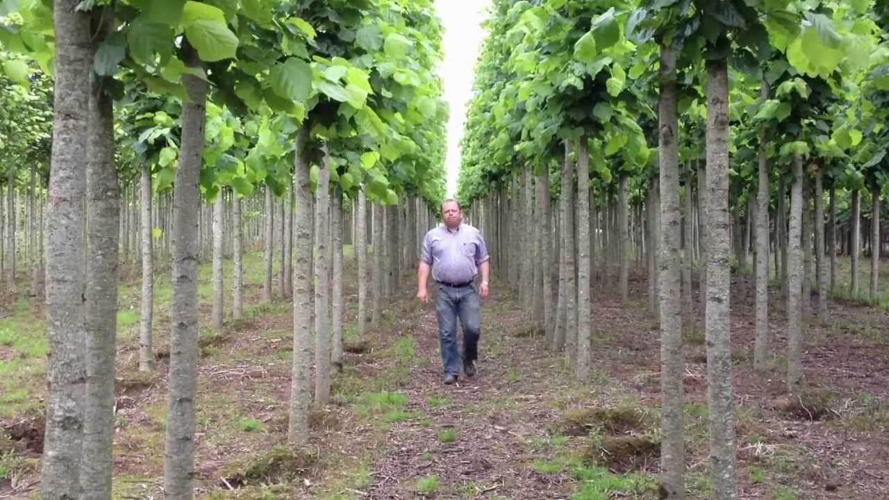 Tili Americana Nova - the American Linden / Lime - Irish Tree Centre ...