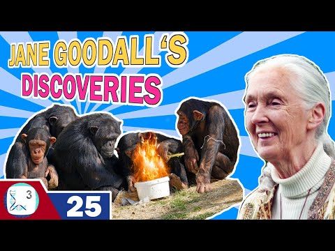 How Did Jane Goodal Identify Each Gorilla