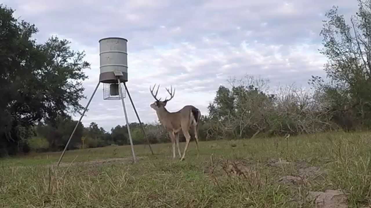 Young 9 point whiteteail buck #gopro - YouTube