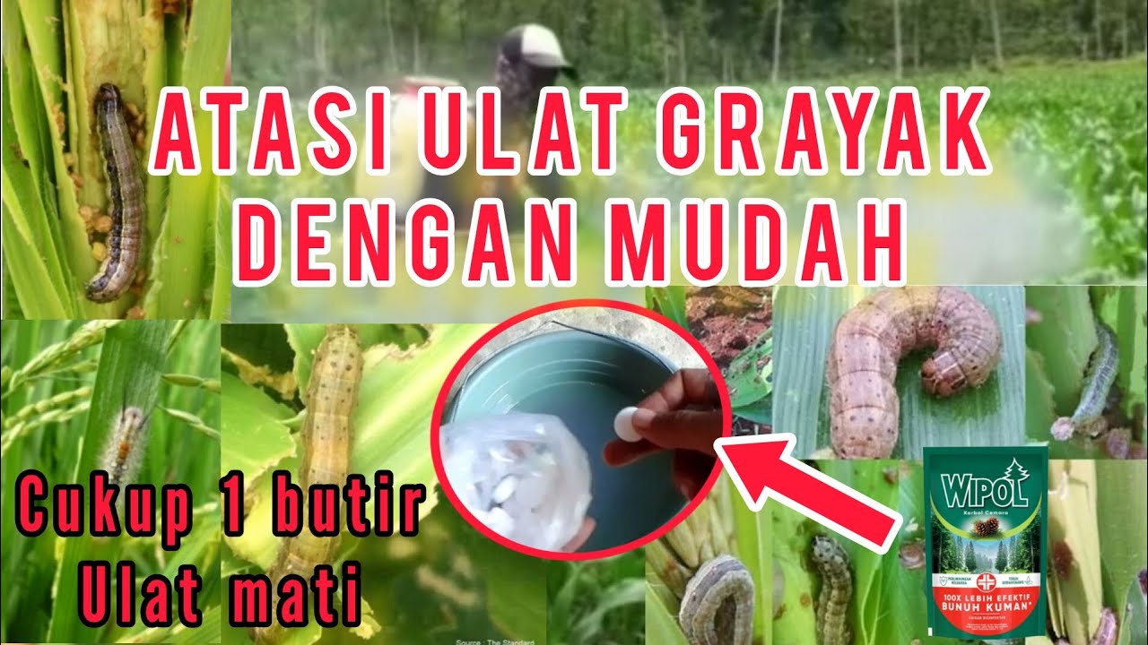 sangat ajaib cukup 1 butir bisa membunuh hama ulat grayak 1 hektar ...
