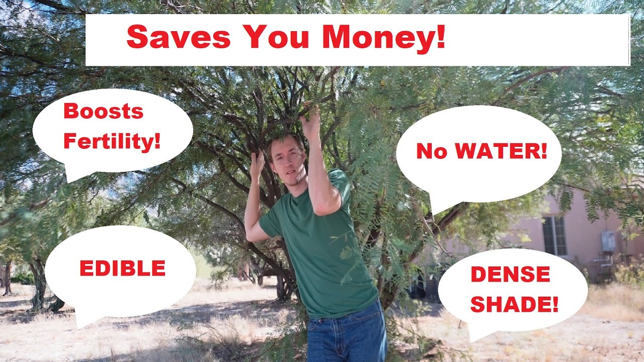 Money saving tree! PLANT THIS NOW - YouTube