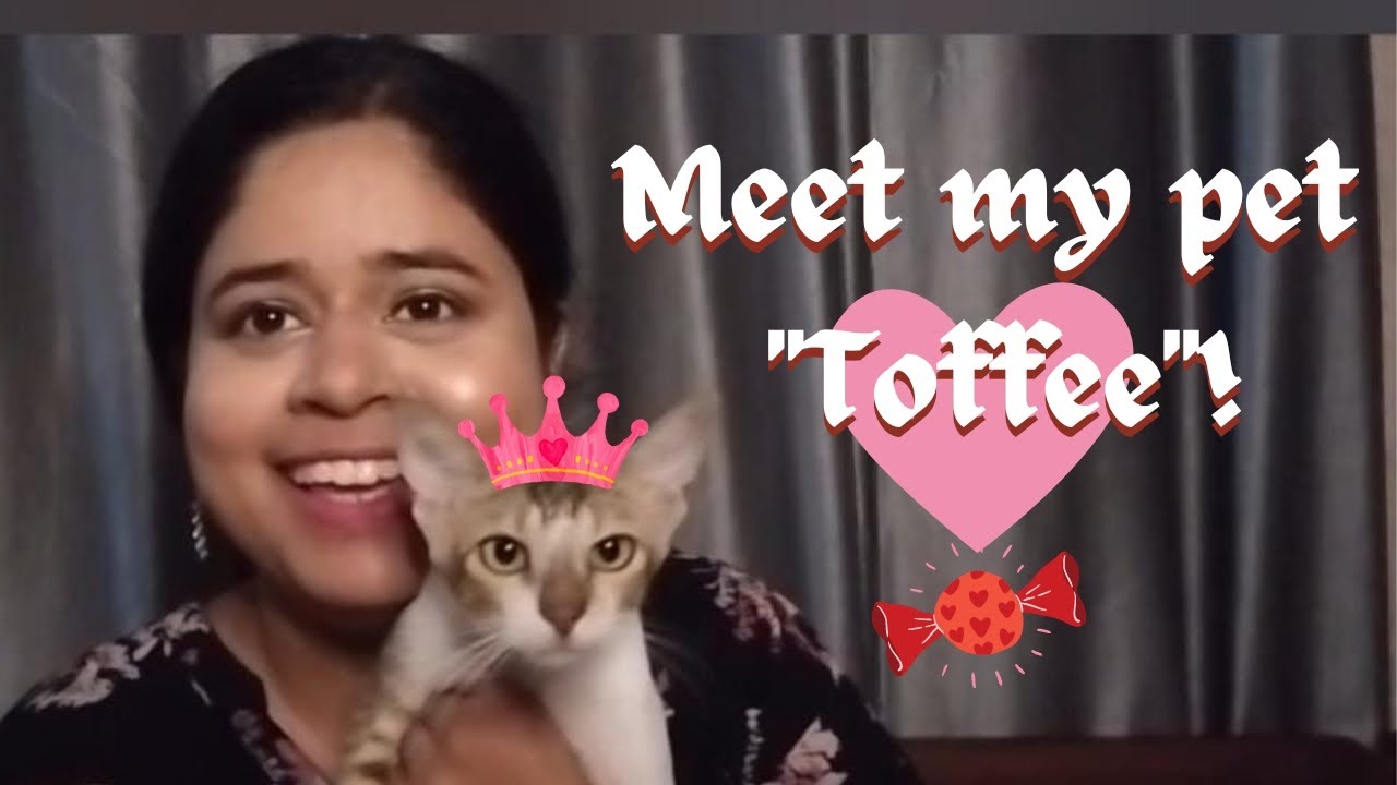 Meet my pet cat toffee - YouTube