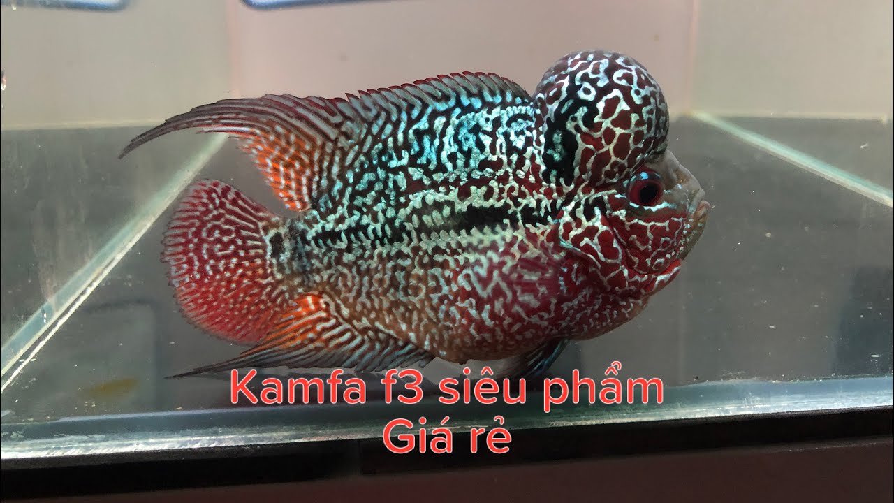Cá La Hán Kamfa f3 giá rẻ Ngày 26/10 Zalo 0985838624 - YouTube