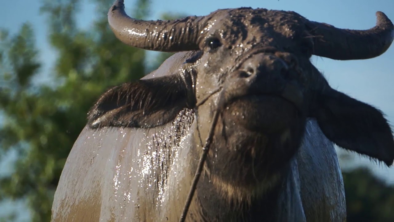 Buffalo sleeping in the mud - YouTube