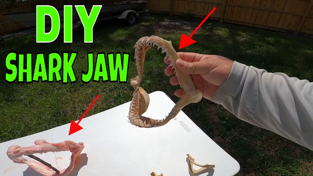 DIY How to Process and Cure a SHARK Jaw Mount *** Easier than you Think ...