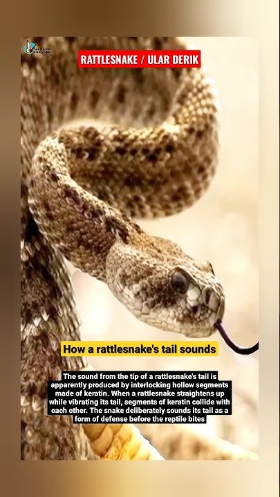 How a rattlesnake's tail sounds | Bagaimana ekor ular derik bisa ...