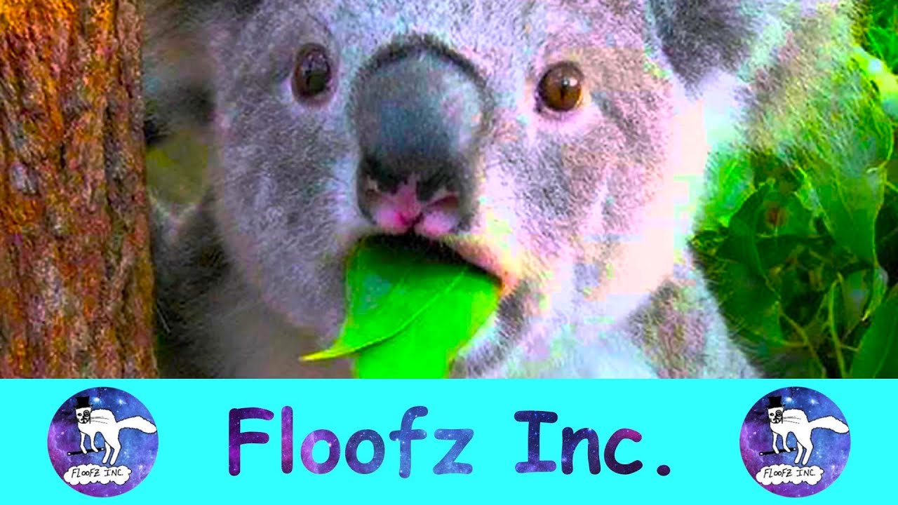 The Funniest Koala Video! - YouTube