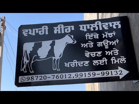 2 Cow Sale 25 Milk Pind Chhana Gulab Near Bhadaur Dist Barnala - YouTube