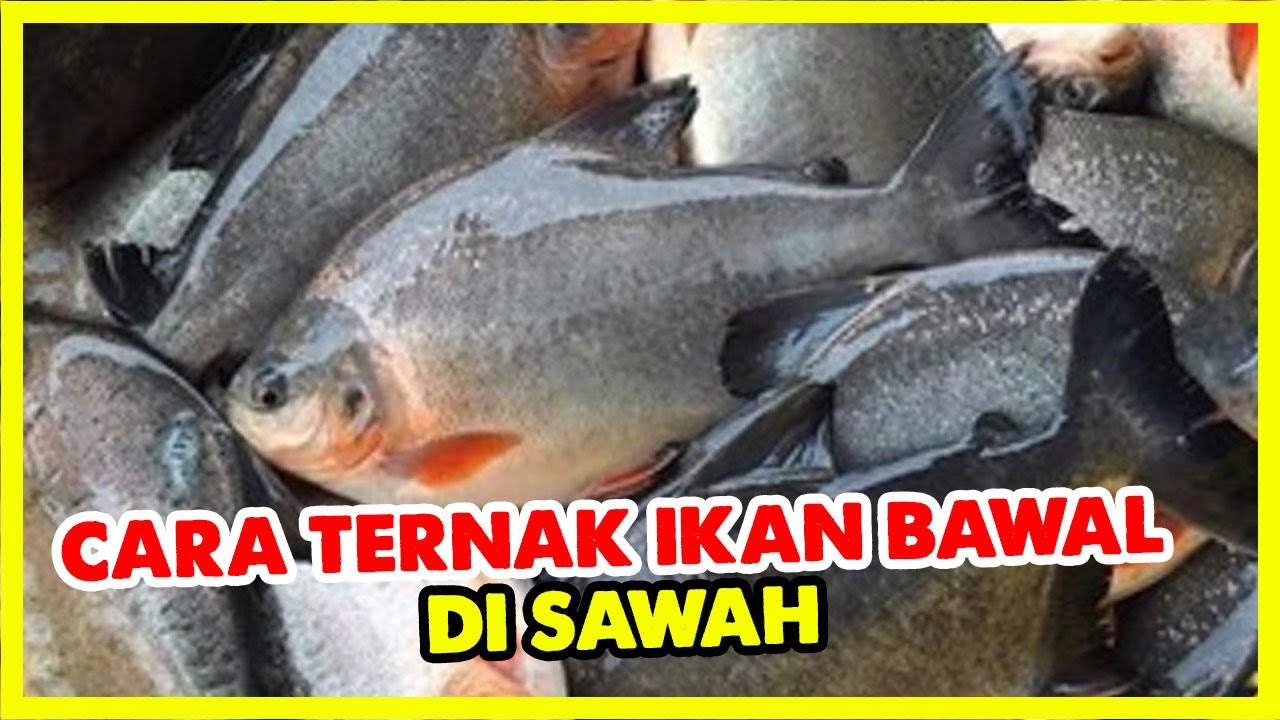 Cara Budidaya Ikan Bawal Di Sawah Youtube
