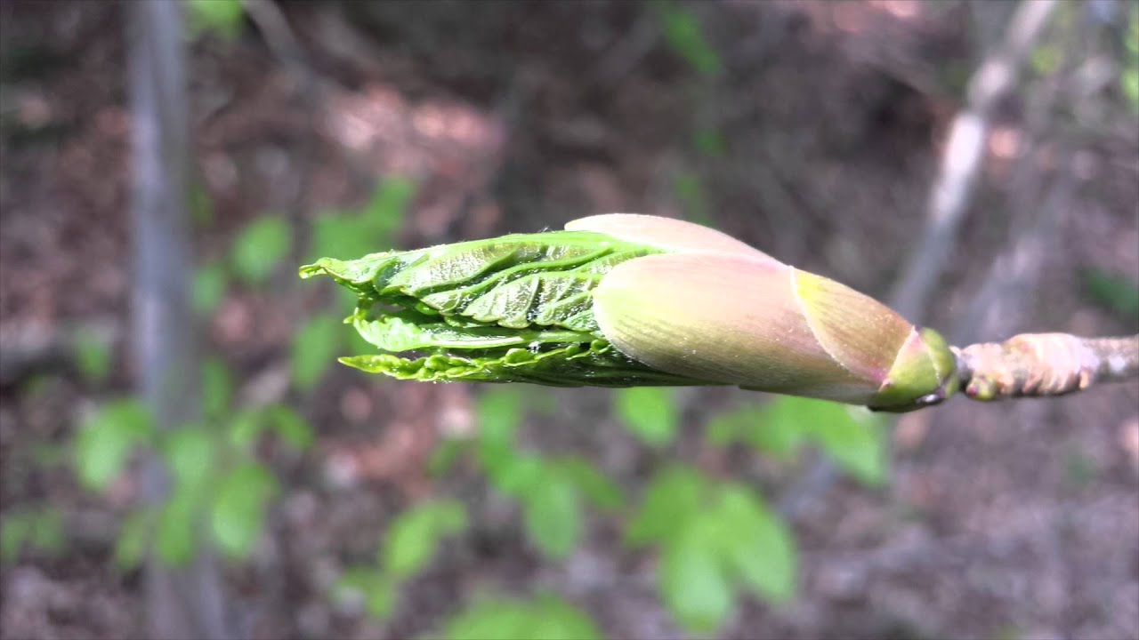 Springtime - YouTube Music