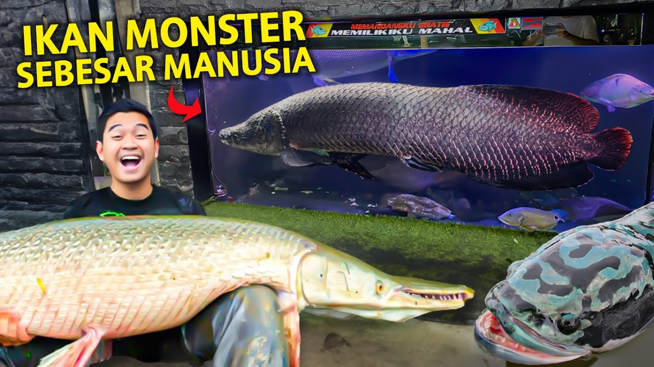 IKAN MONSTER SEBESAR MANUSIA DI MEGATANK POS RONDA! IKAN AIR TAWAR ...