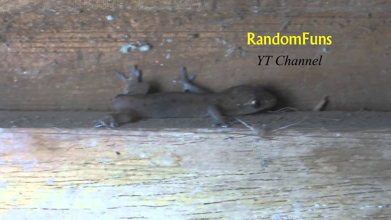 Tailless Lizard - VERY TINY - YouTube