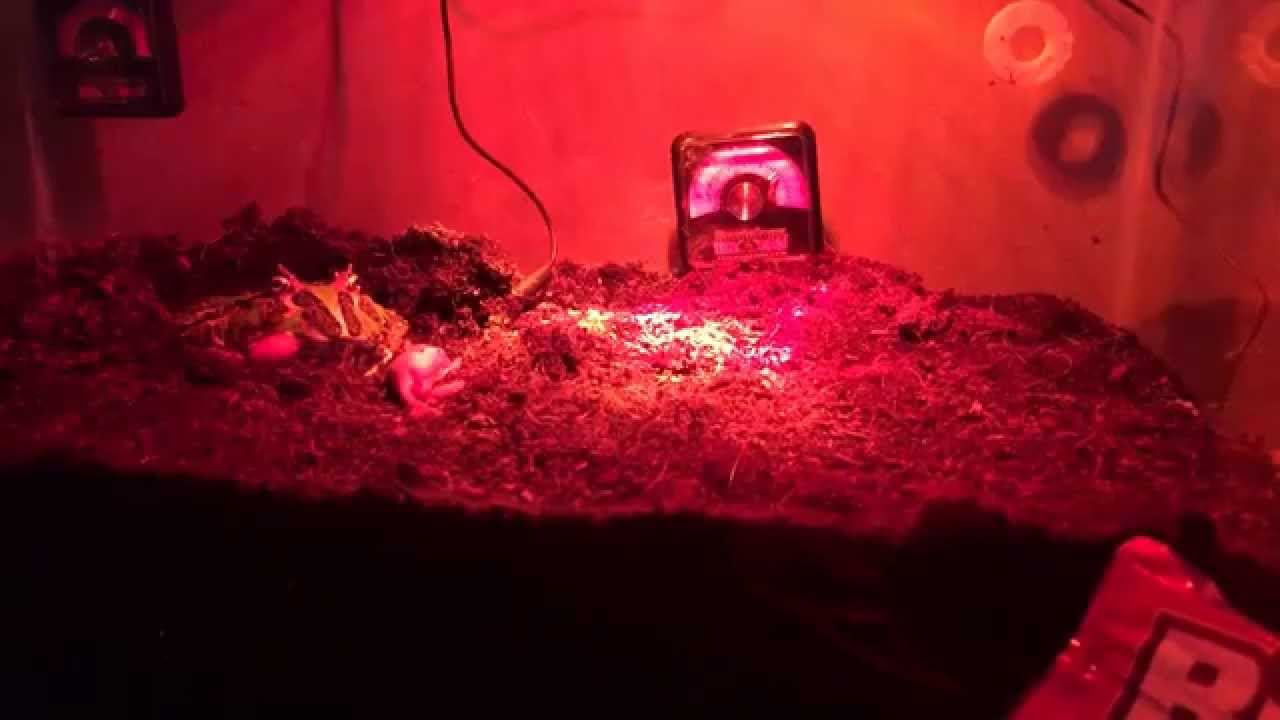 Pac man frog eats two pinky mice at the same time - YouTube