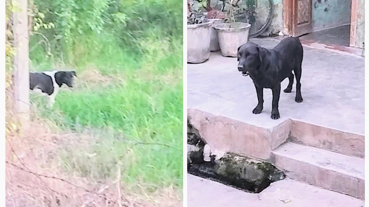 shippy n dog ka picha kiya😨Labrador k sath fight hojati🤬# ...