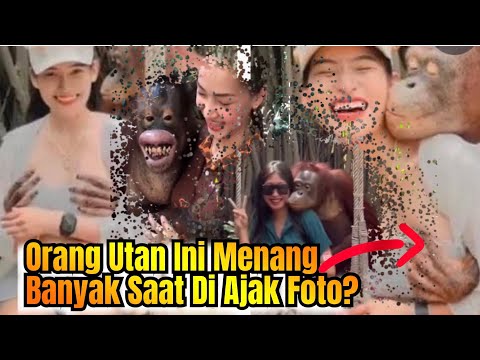 Tingkah Nakal Orang Utan Saat Di Ajak Foto||Menang Banyak dapet Pegang!