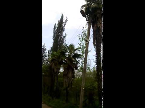 Xanbulan Az-filal (cemil)