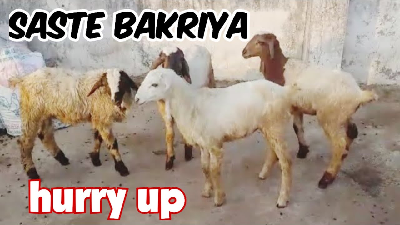 Saste Bakriya in Hyderabad LB Nagar | Osmanabadi Goats Hyderabadi Bakre ...