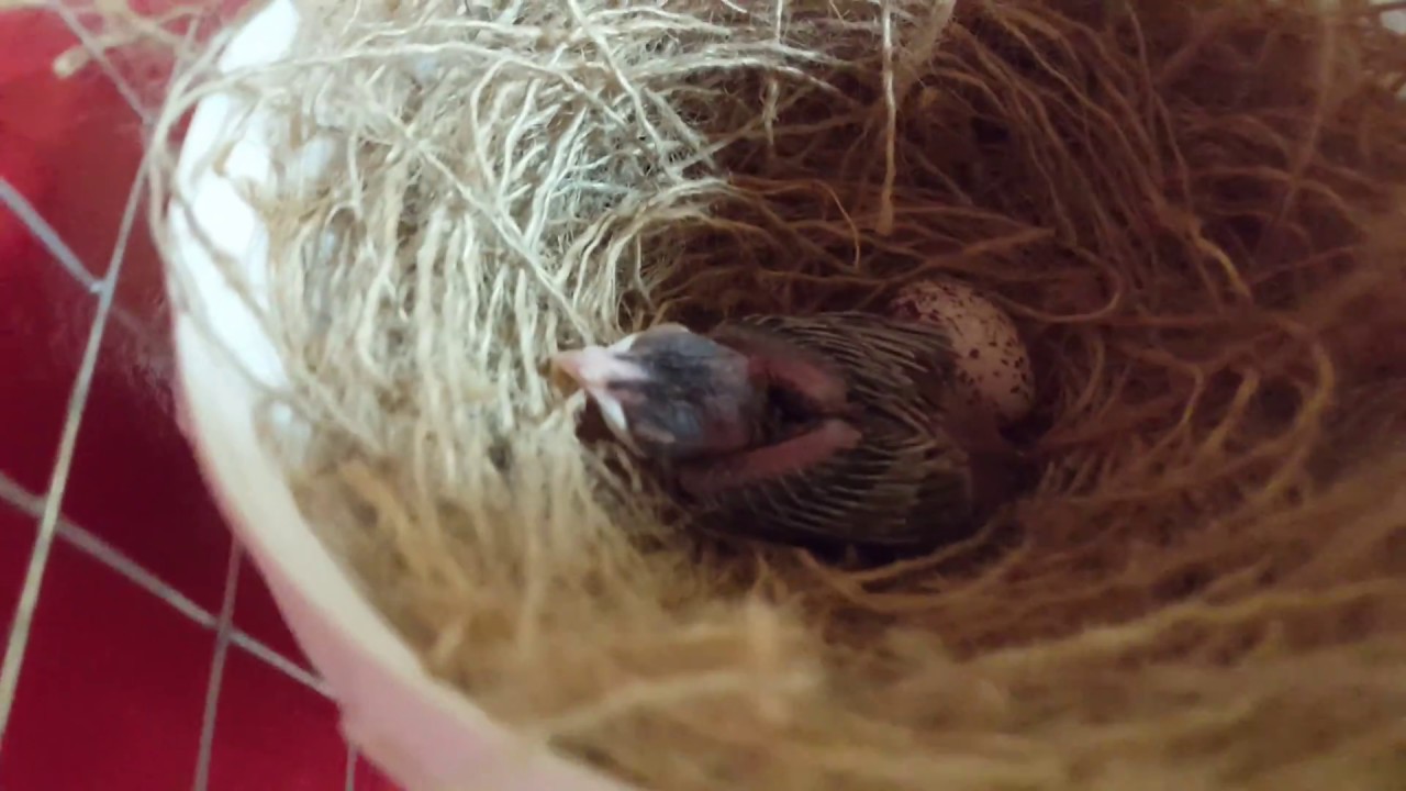 أول انتاج البلبل العراقي لي في السويد في الثلوج والبرد القارص Iraqi ...