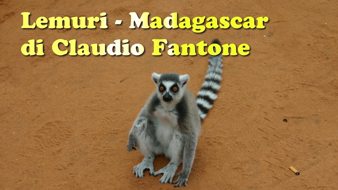 Lemuri Madagascar - YouTube
