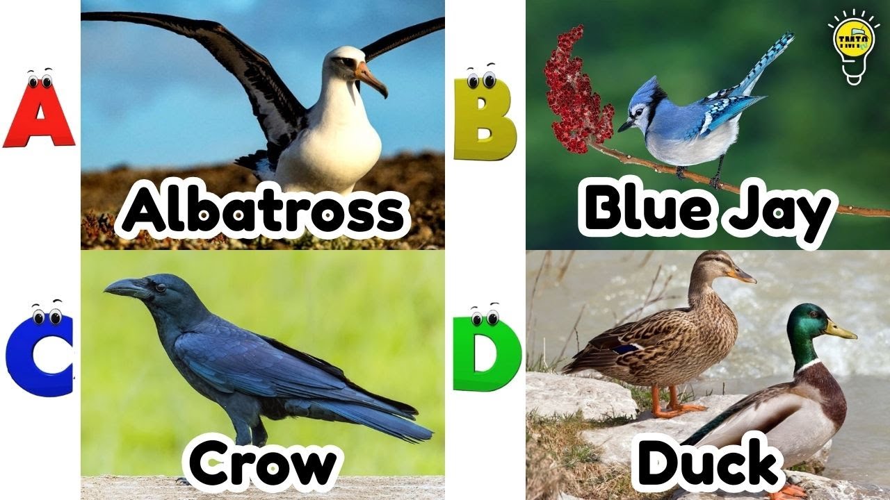 Birds Alphabet Song for Kids | Birds ABC Song | Phonics for Kids | Baby ...