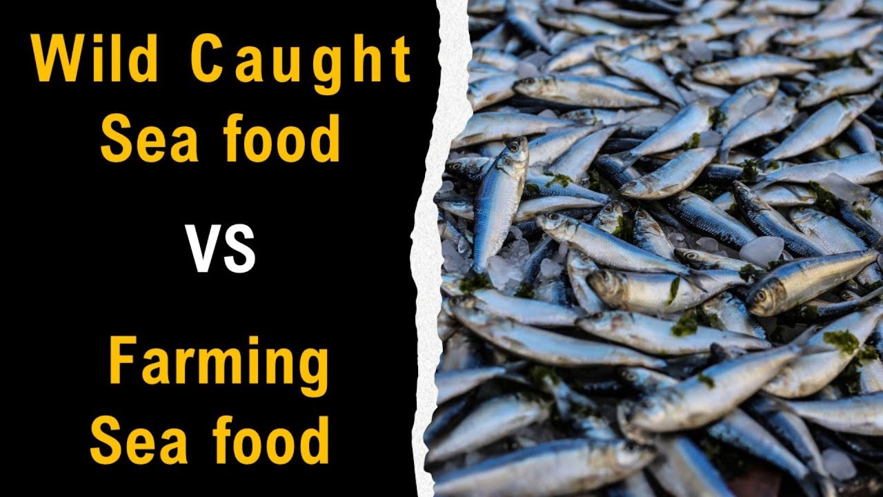 Farm raised fish vs Wild caught fish what is different ?? #wildcatch # ...
