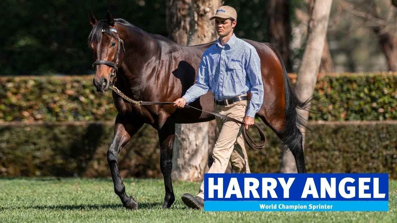 AUS: Harry Angel 2022 Stallion Showreel - YouTube