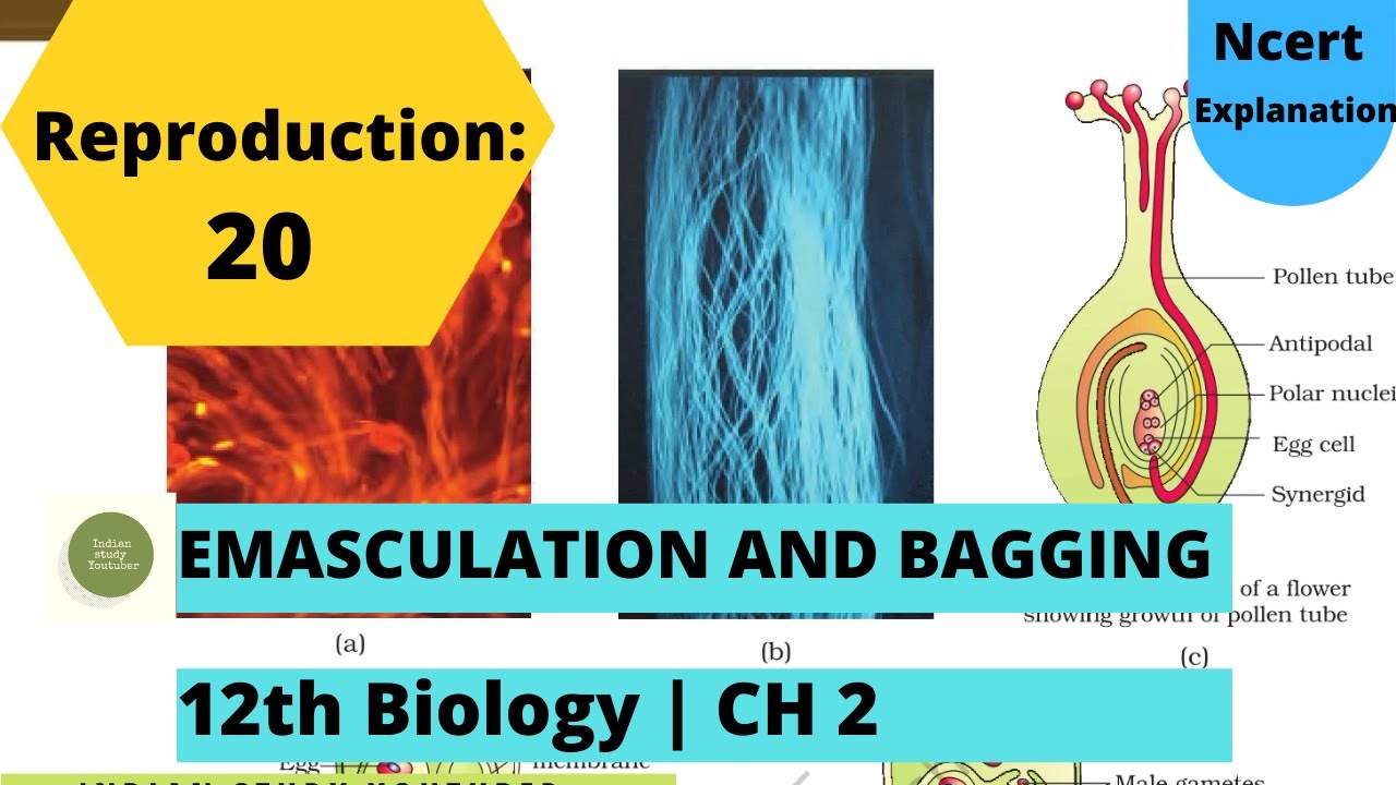 Reproduction 20: Sexual Reproduction in Flowering Plants | Emasculation ...