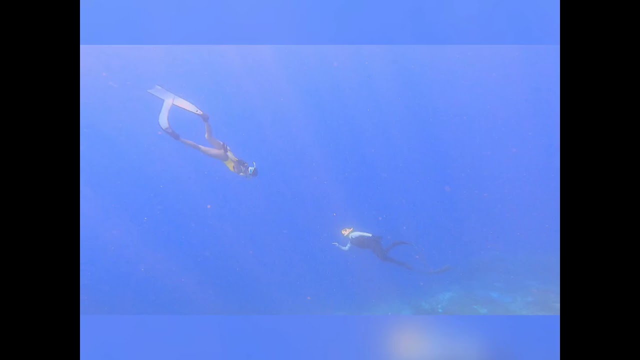 FREEDIVING in Bohol, Philippines (Balicasag Island) - YouTube