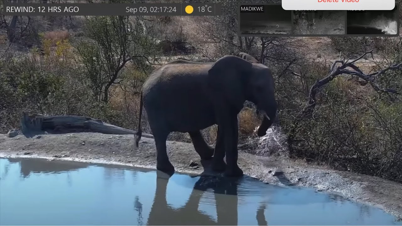 Sept 8 2022: Elephant hose 2 - African elephant sprays water at Rosie’s ...