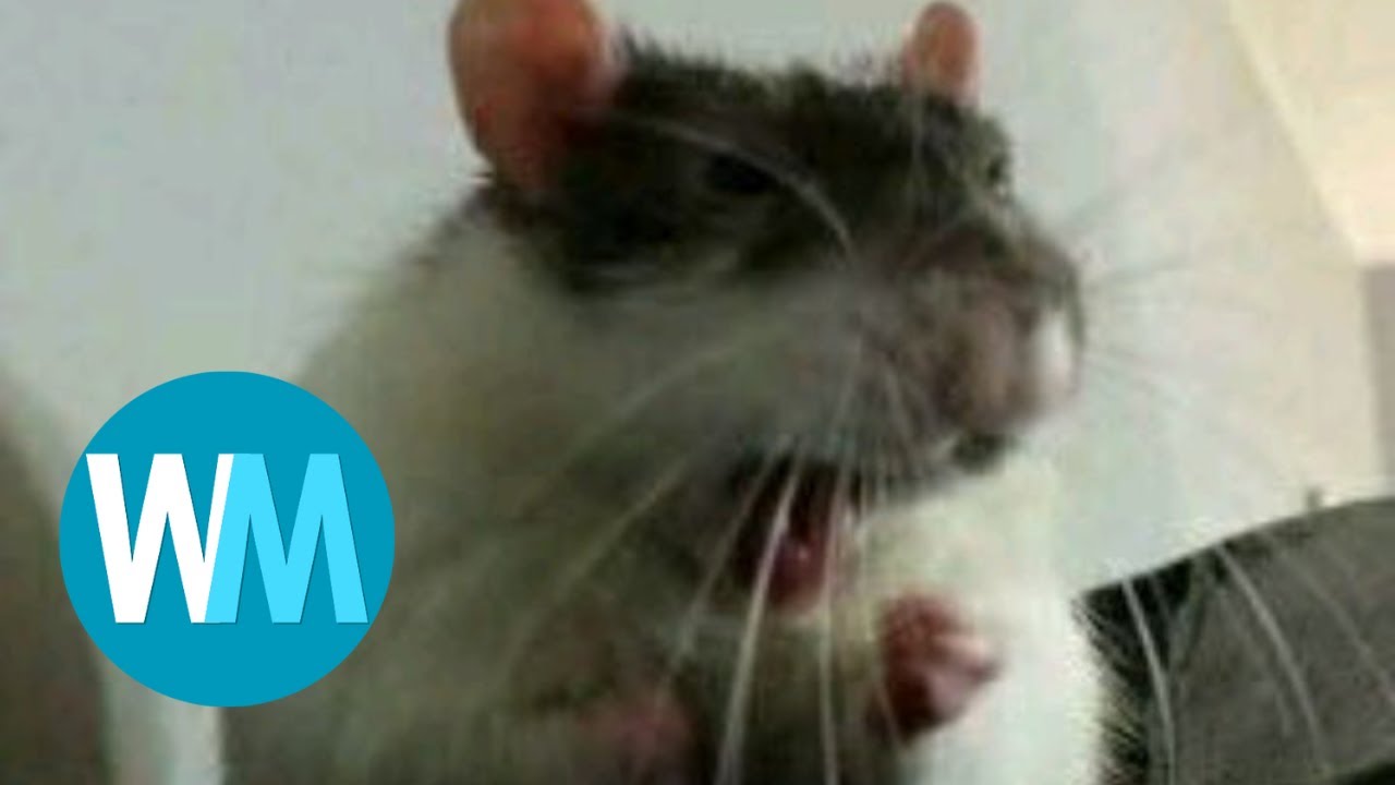 Top 5 rats - YouTube