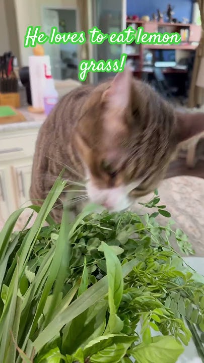 For him, lemon grass is better than catnip! #familyvlog #catlover #bekind - YouTube