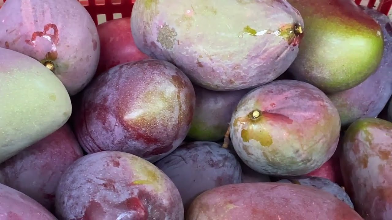 RECOMENDACIONES TÉCNICAS PARA COSECHA Y POSCOSECHA DE MANGO - YouTube