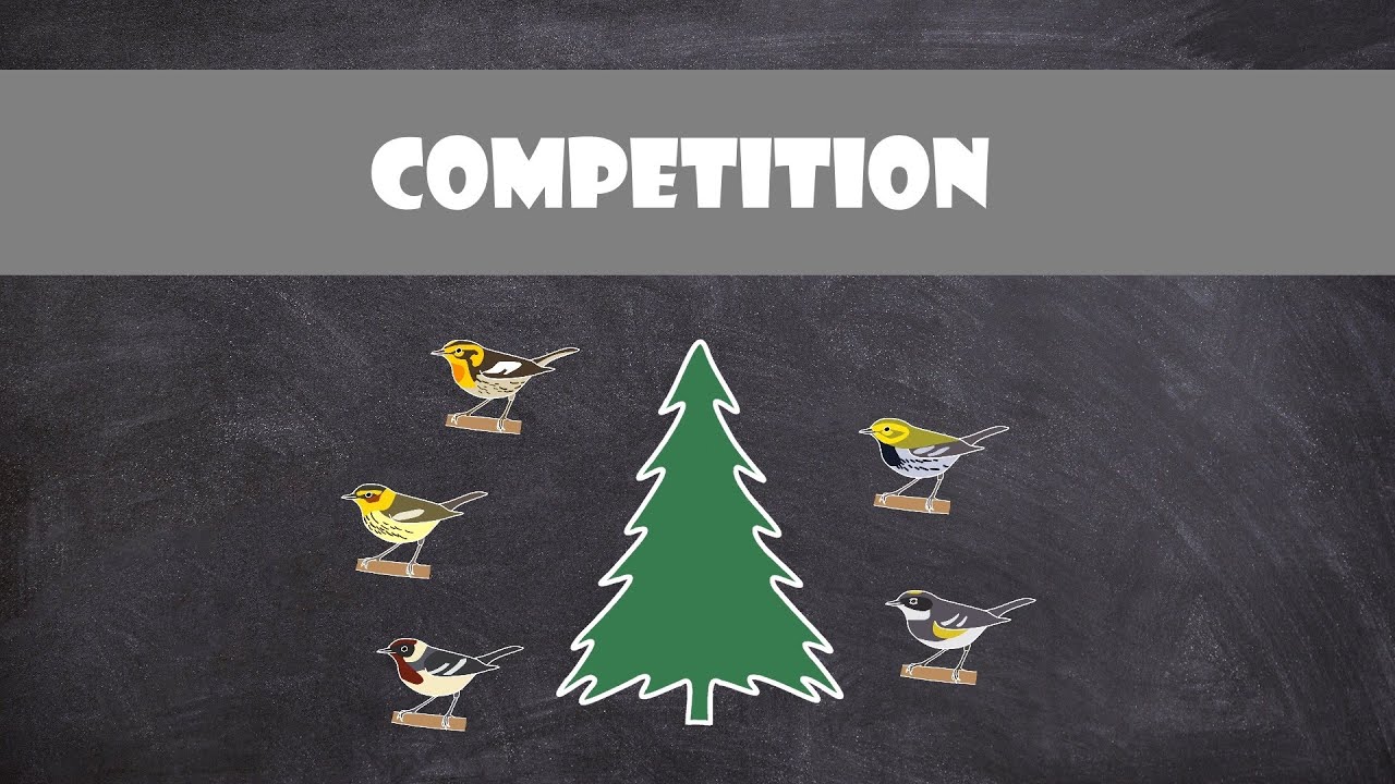 Competition | Animal Behaviour - YouTube