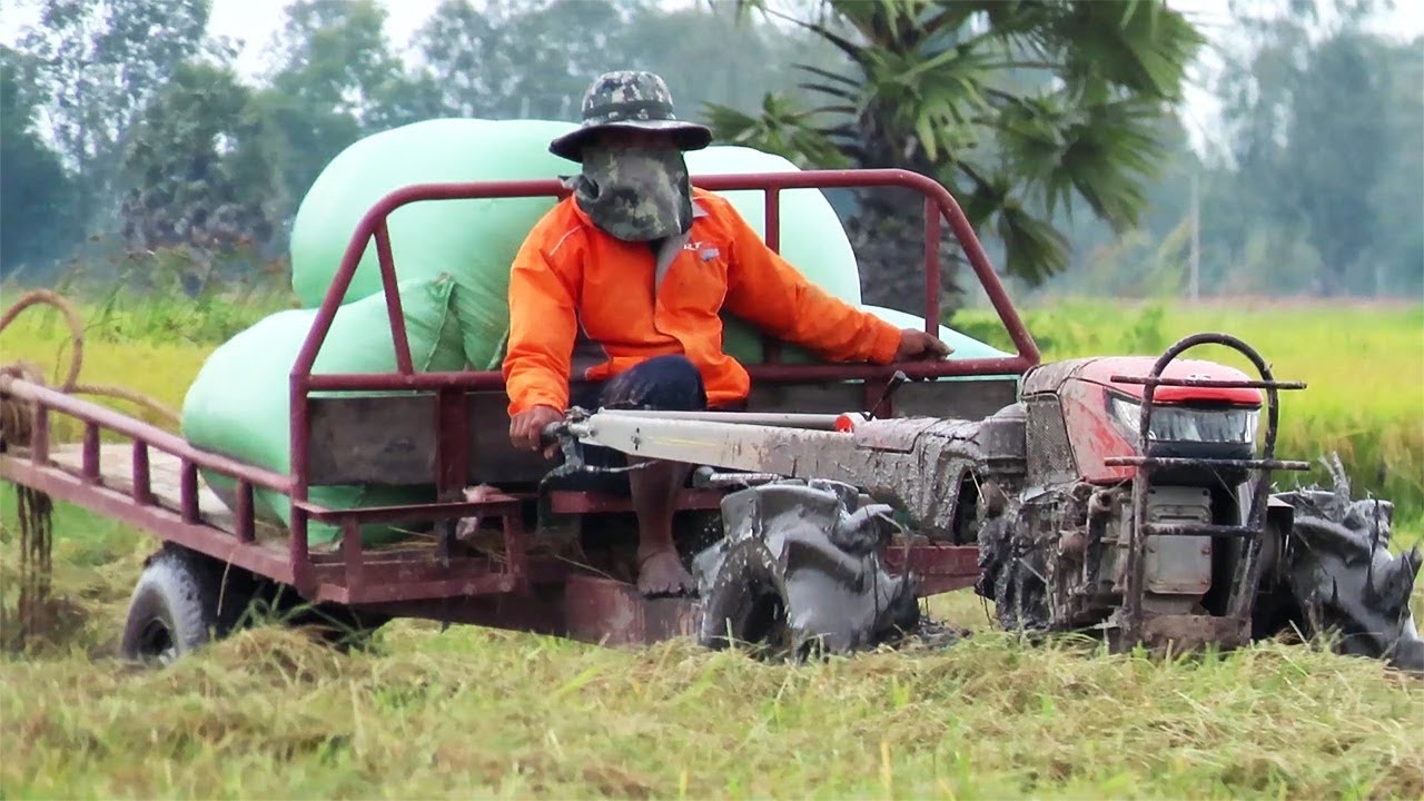 Many tractor transport rice from field | Best small tractor Kubota for ...