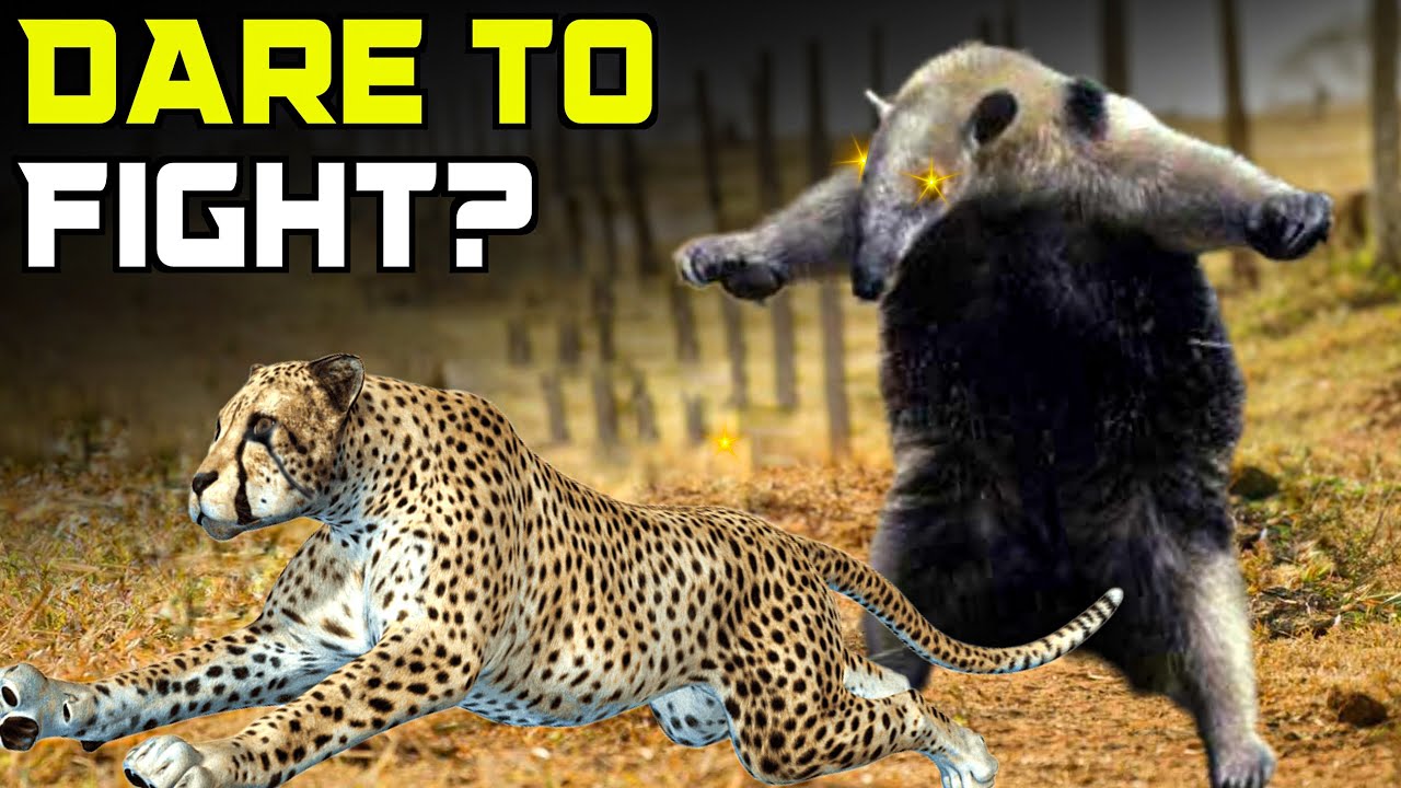 Anteaters | Weirdest Animals | Do Not Mess Up With Them - YouTube