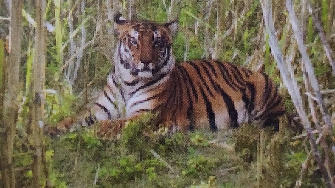 LEOPARDS RAAT KE MAHIR SHIKARI AUR TIGERS DIN DAHADE BHI SHIKAR KARTA ...