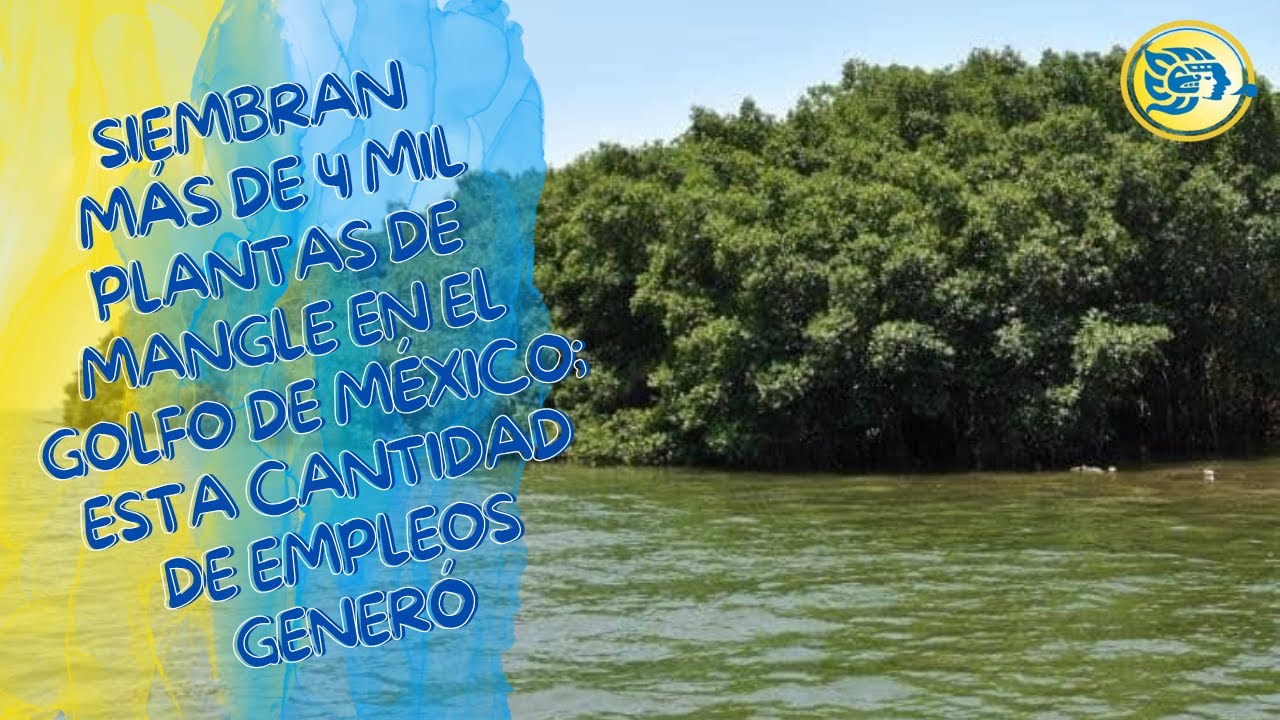 Siembran más de 4 mil plantas de mangle en el Golfo de México; esta ...