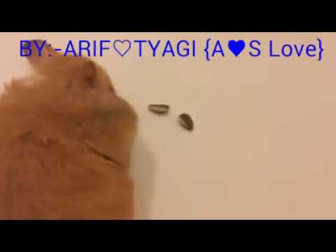 Arif Hayat status video