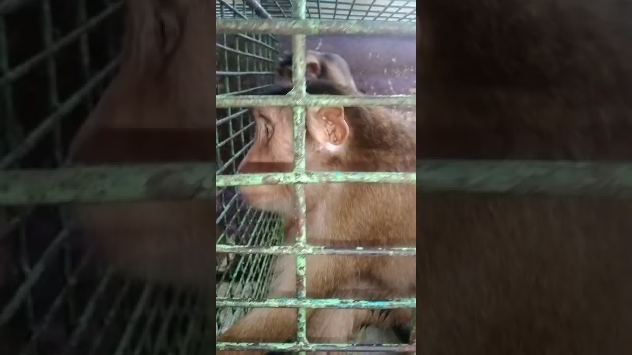 Keluarga kecil monyet beruk#monpai#babymonkey#beruk - YouTube