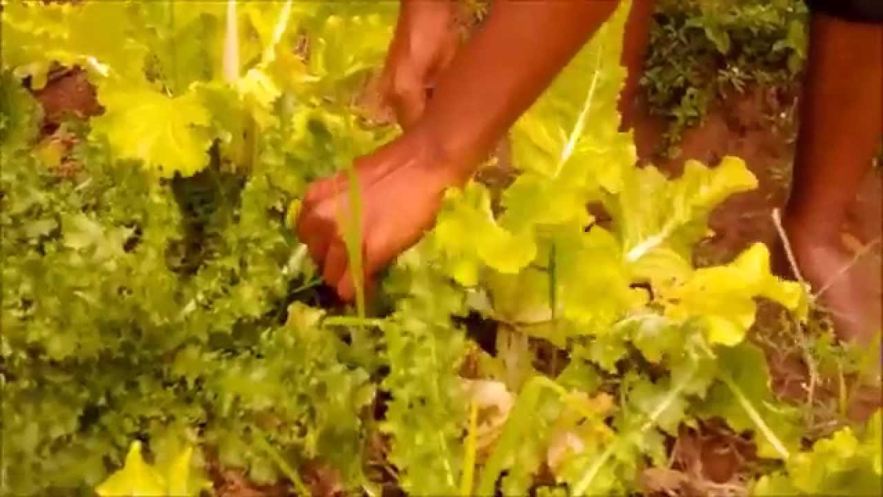 Organic Farming in Taleigao, Goa - YouTube