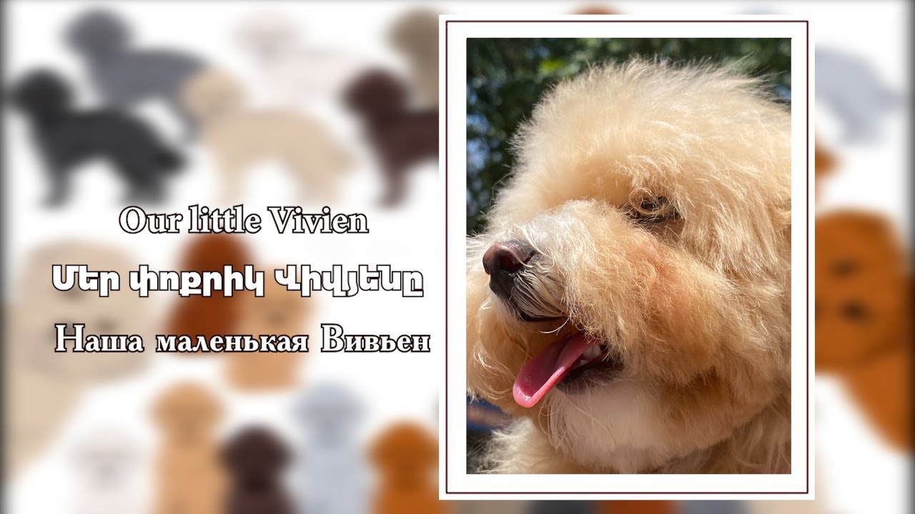 Adventures of little Vivien-Փոքրիկ Վիվյենի արկածները-Приключения ...